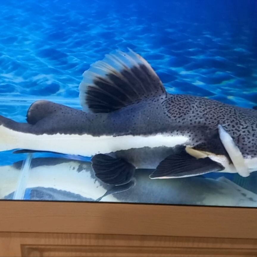 Краснохвостый сом