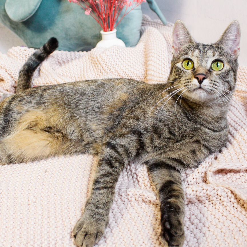 Ласковая кошечка ищет дом