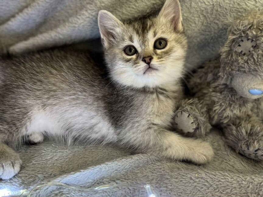 Шотландские котята шиншилла