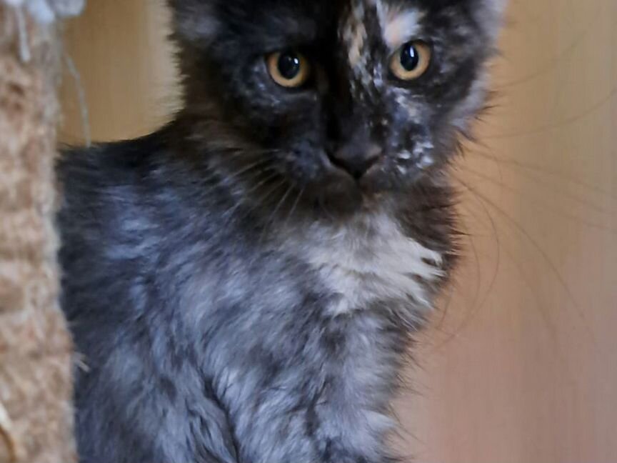 Котята мейн-кун