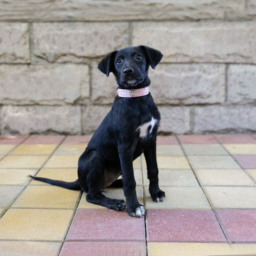 Тутси ищет дом