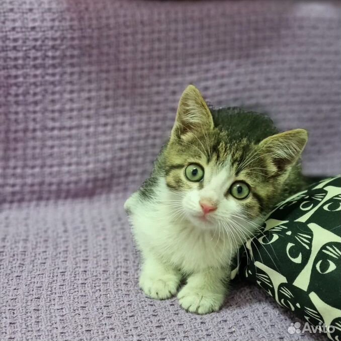 Котик Морис в добрые руки