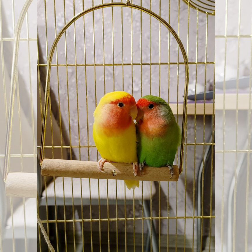 Попугаи- пара неразлучников с клеткой