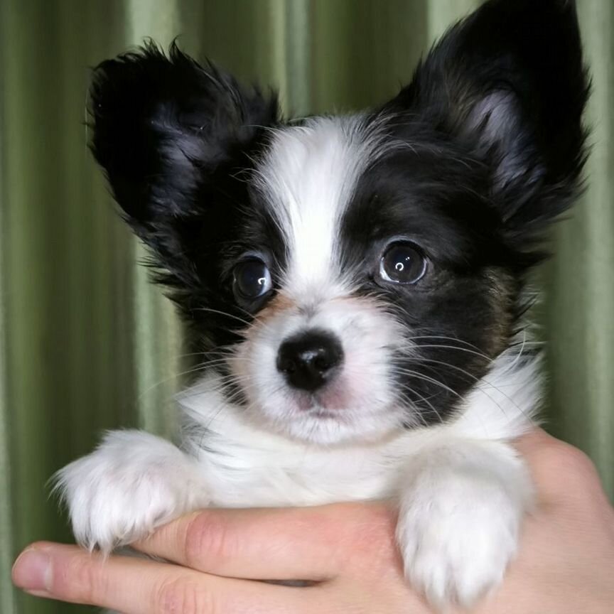 Континентальный той-спаниель папильон, щенок