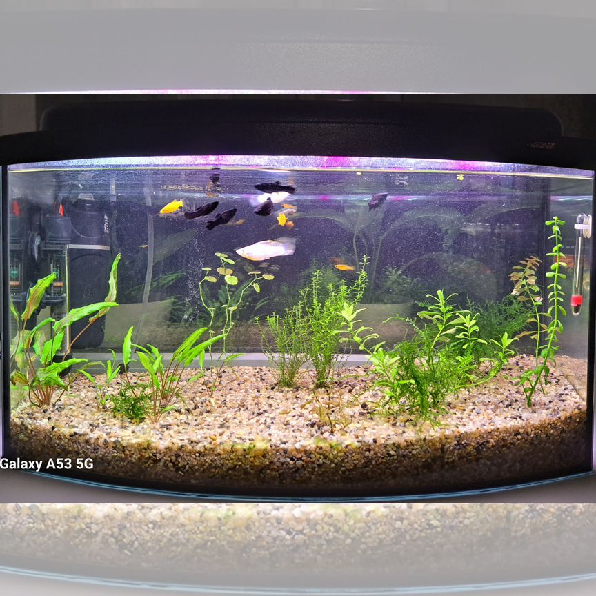 Аквариум 50л Wromak