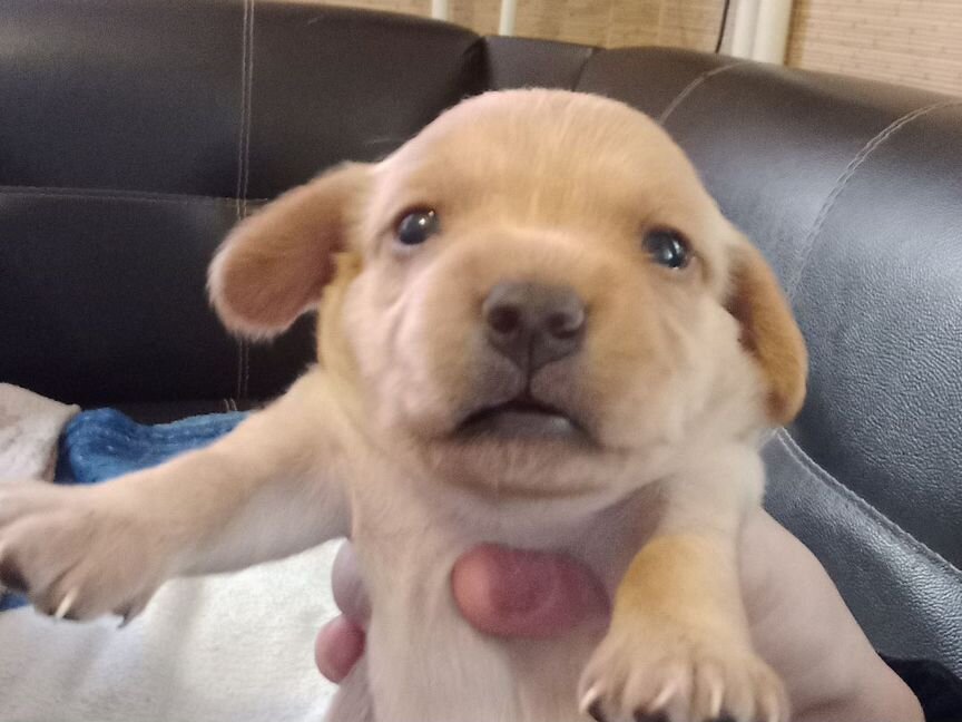 Кокер спаниель