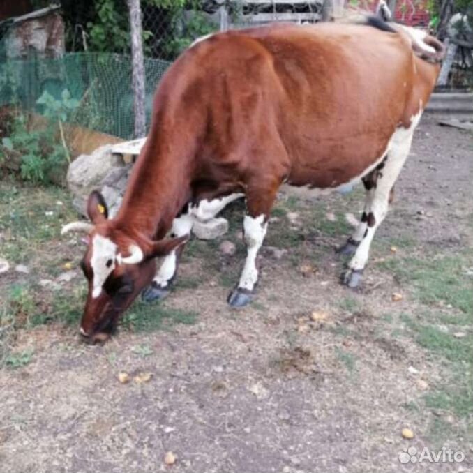 Продаётся карова