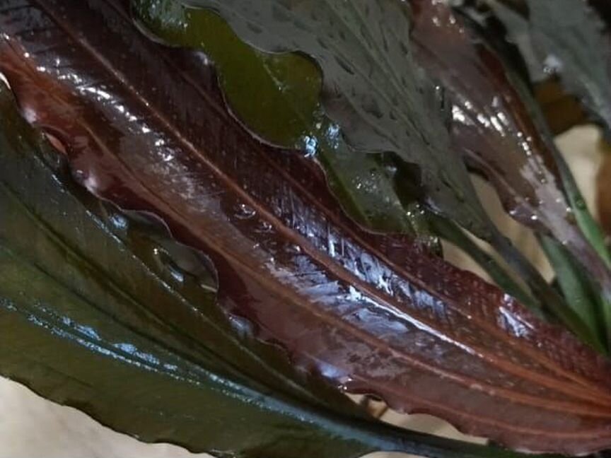 Эхинадорус рубин