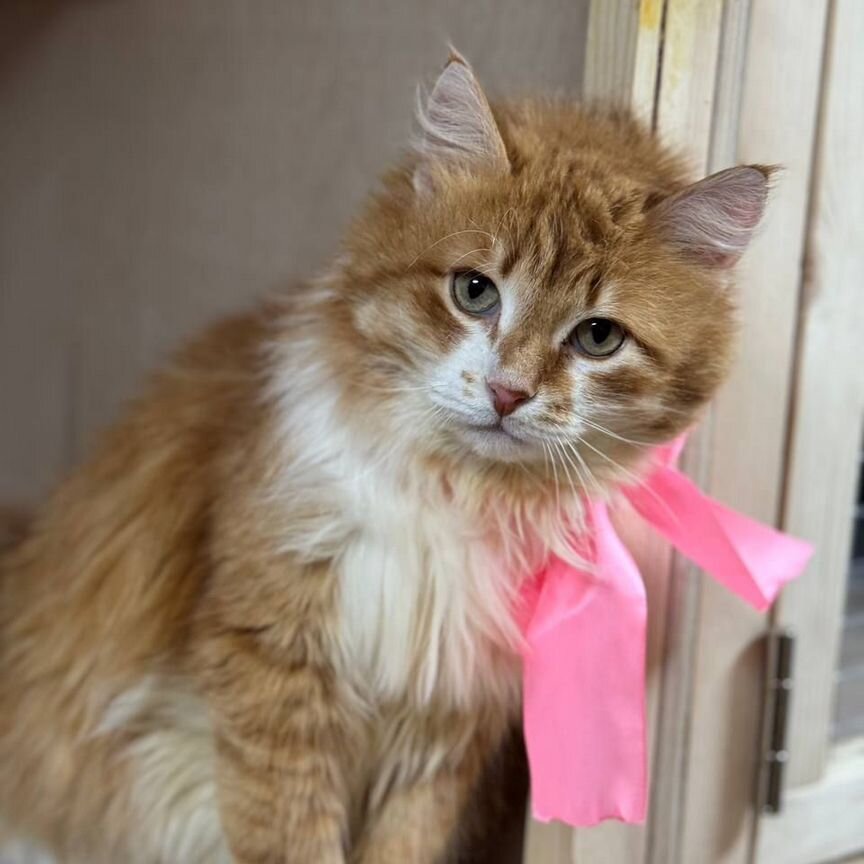 Кошка в добрые руки