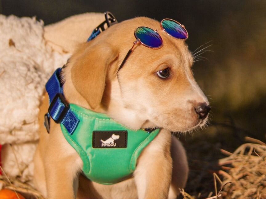 Щенок Каштанка в добрые руки