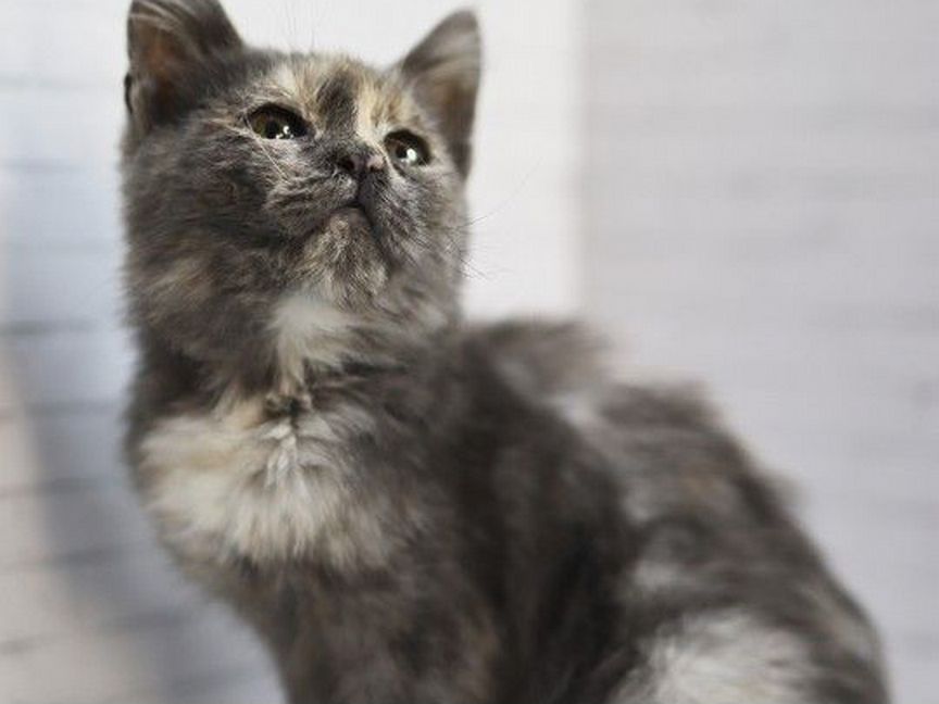 Котенок в добрые руки