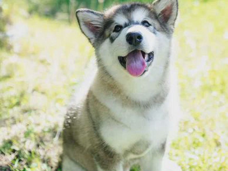 Щенки Аляскинского Маламута