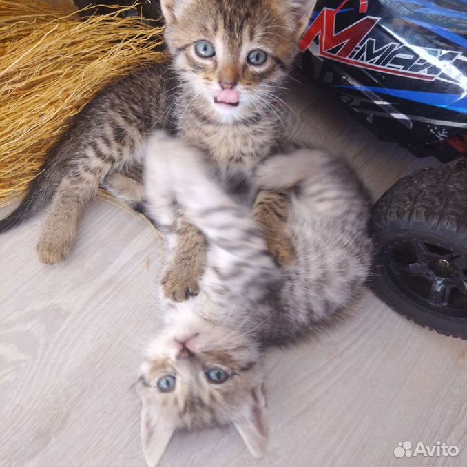 Котята полукровки