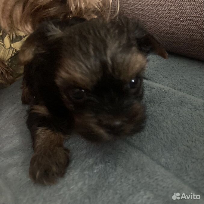 Йоркширский терьер щенок mini baby face