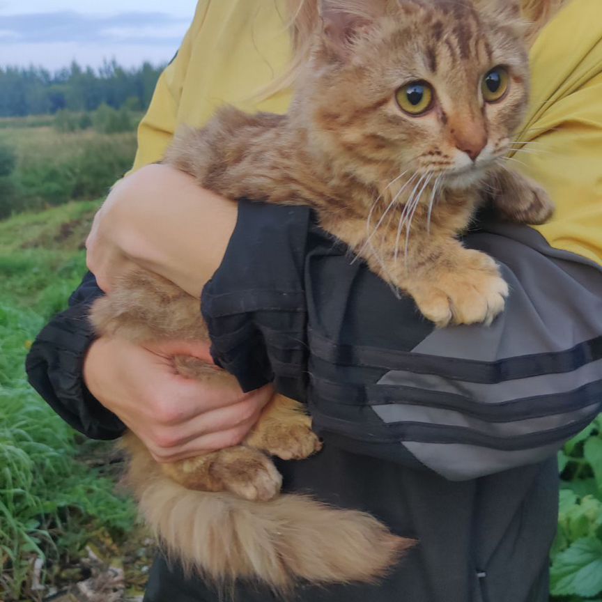 Рыжий котенок мейн-кун