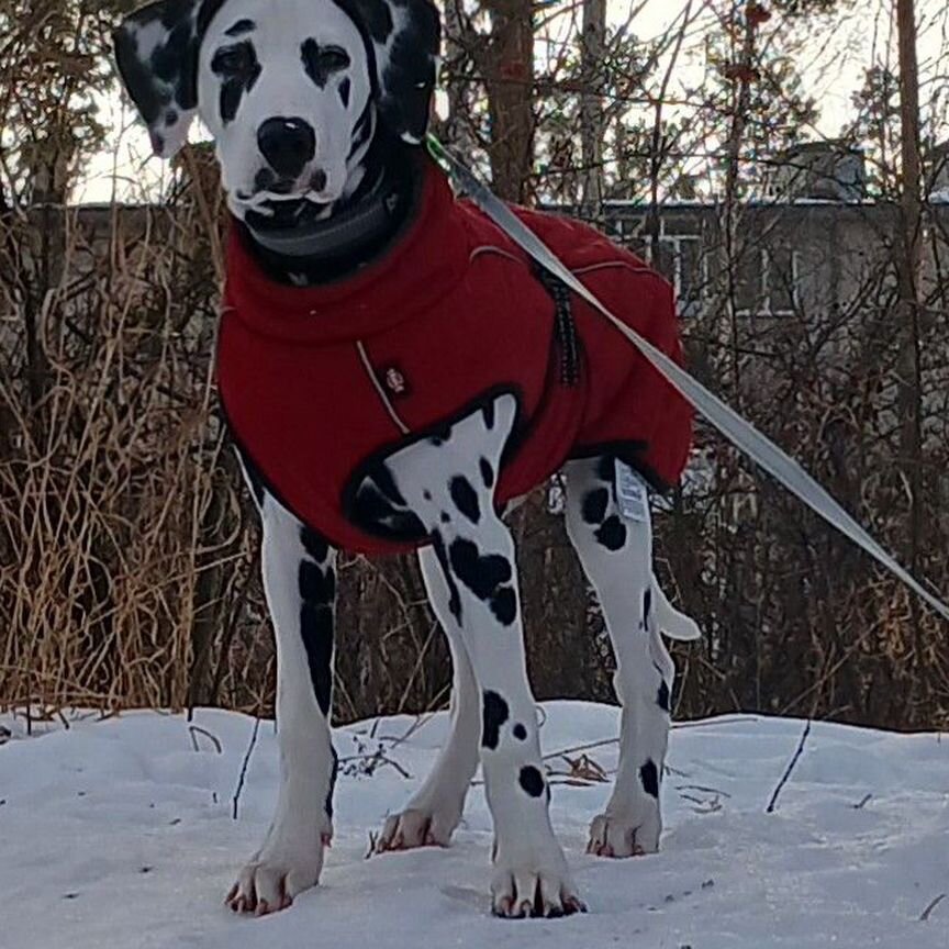 Одежда для собак Попона Trixie Minot, M, 50 см