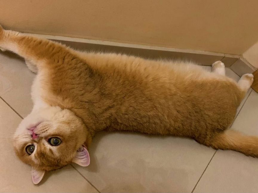 Котик британская золотая шиншилла