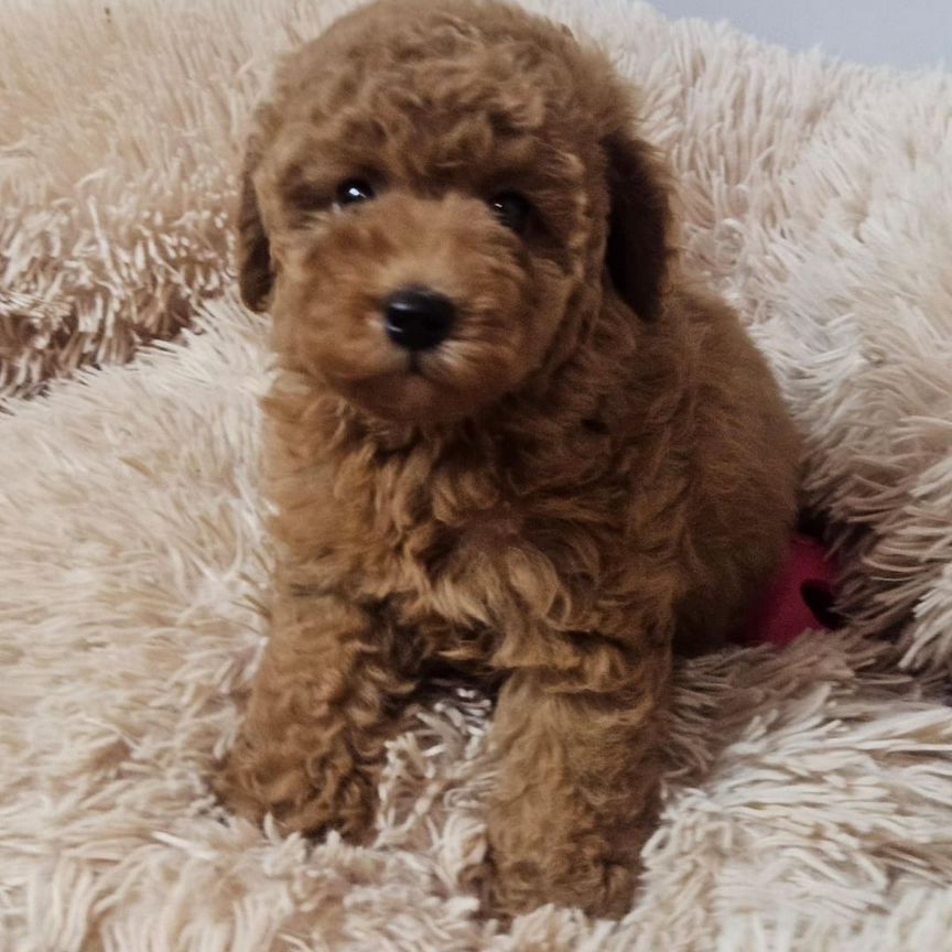 Той-пудель малыши