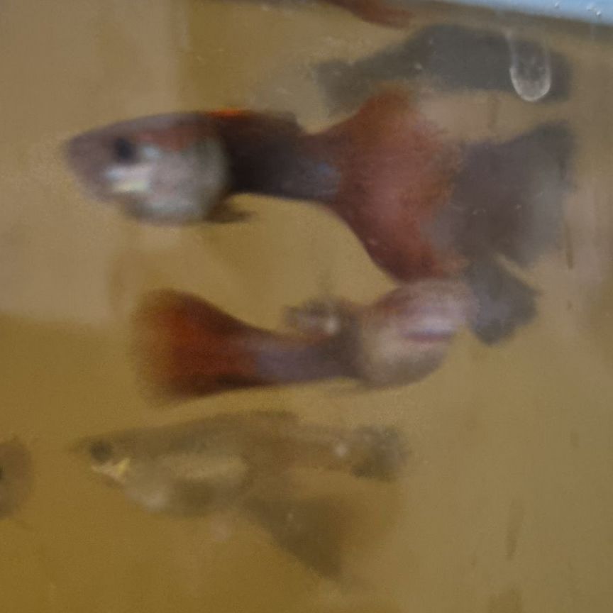 Аквариумные рыбки группировка и сом