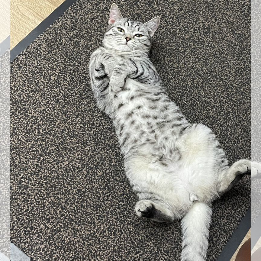 Британский длинношёрстный котёнок