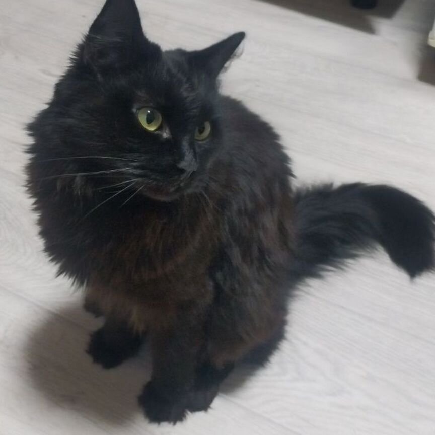 Сибирский, взрослый кот