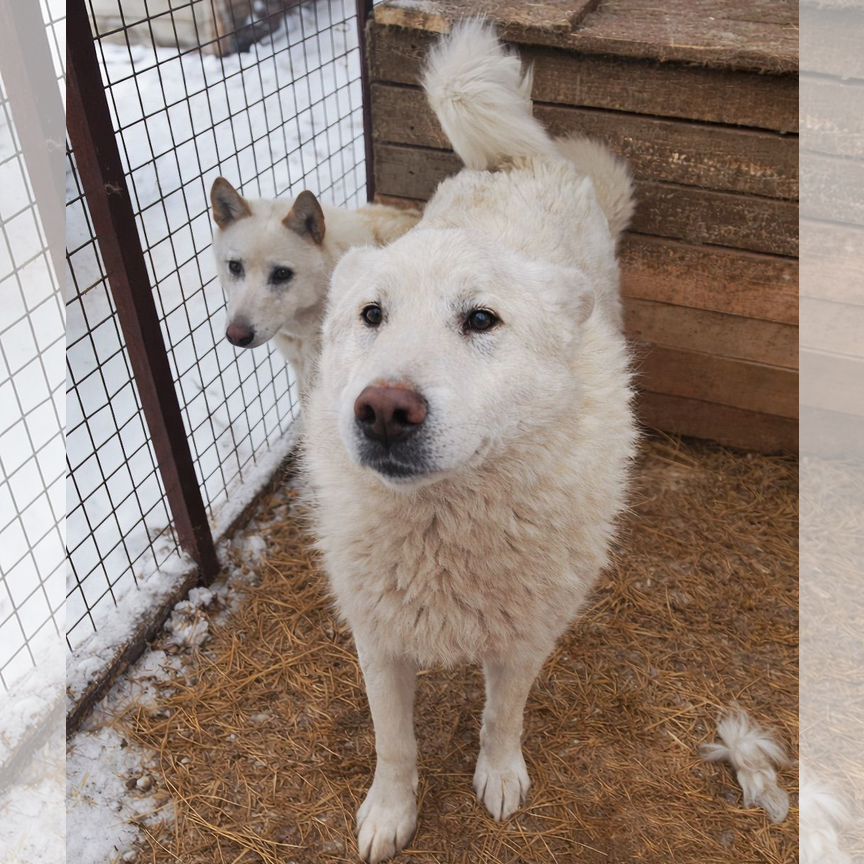 Взрослый пёс в добрые руки