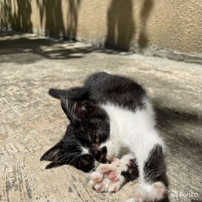Котёнок Бостон