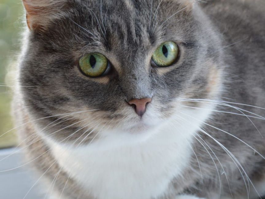 Кошка в добрые руки