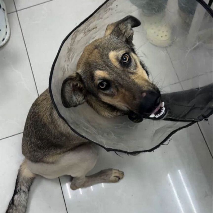 Собака в добрые руки