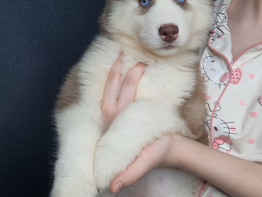 Щенки сибирский хаски