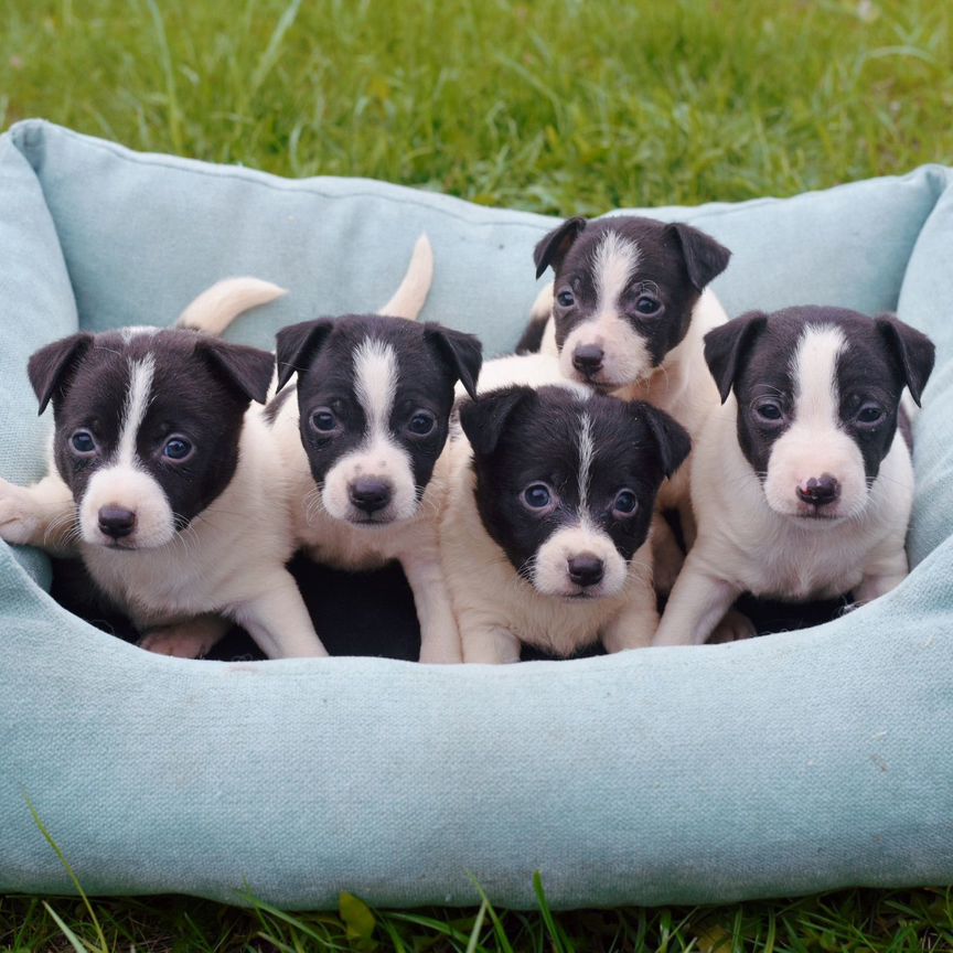 Джек Рассел терьер щенки редкого окраса