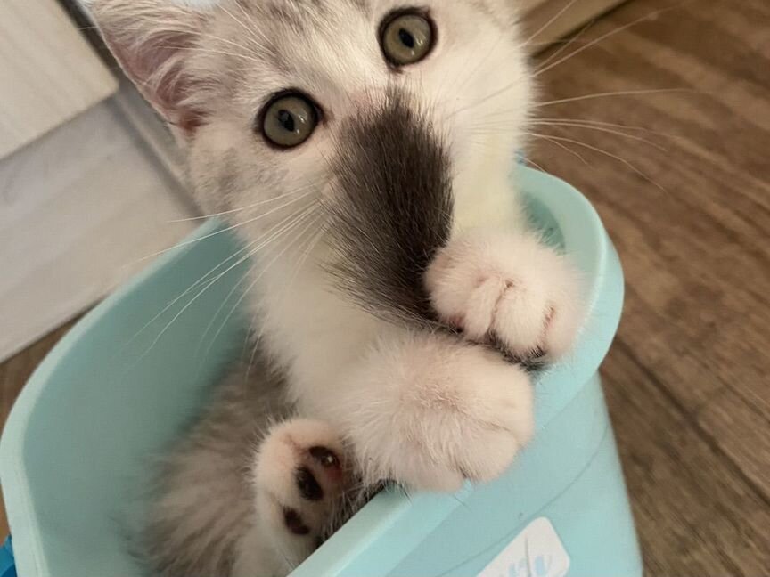 Шотладские котята