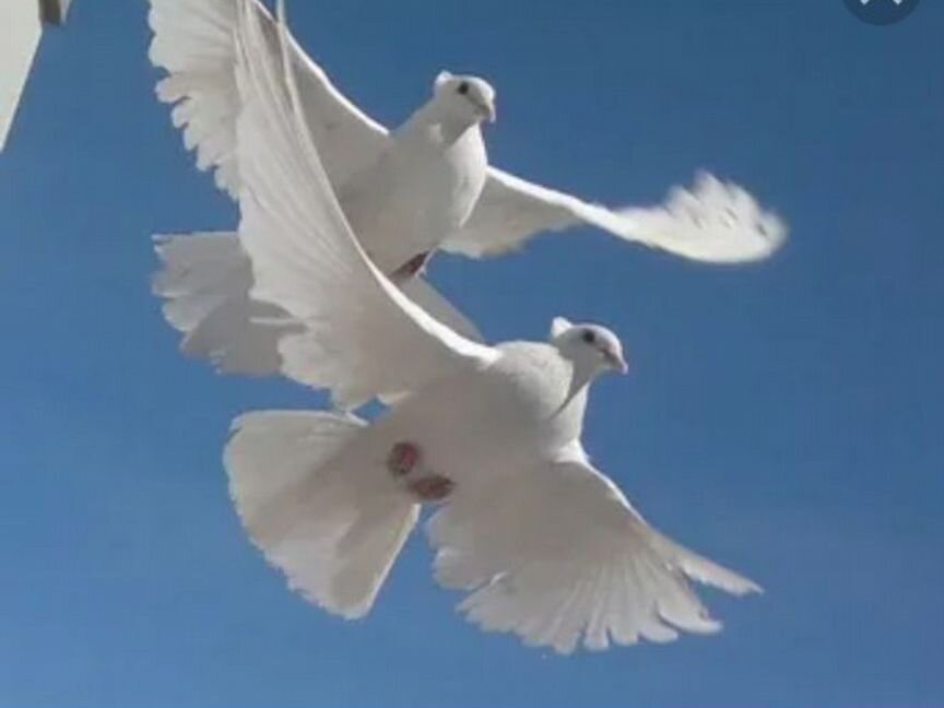 Голуби бойные