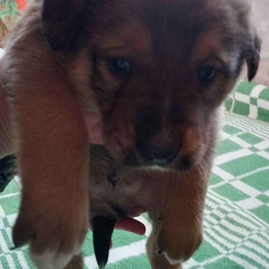 Щенки в добрыня руки