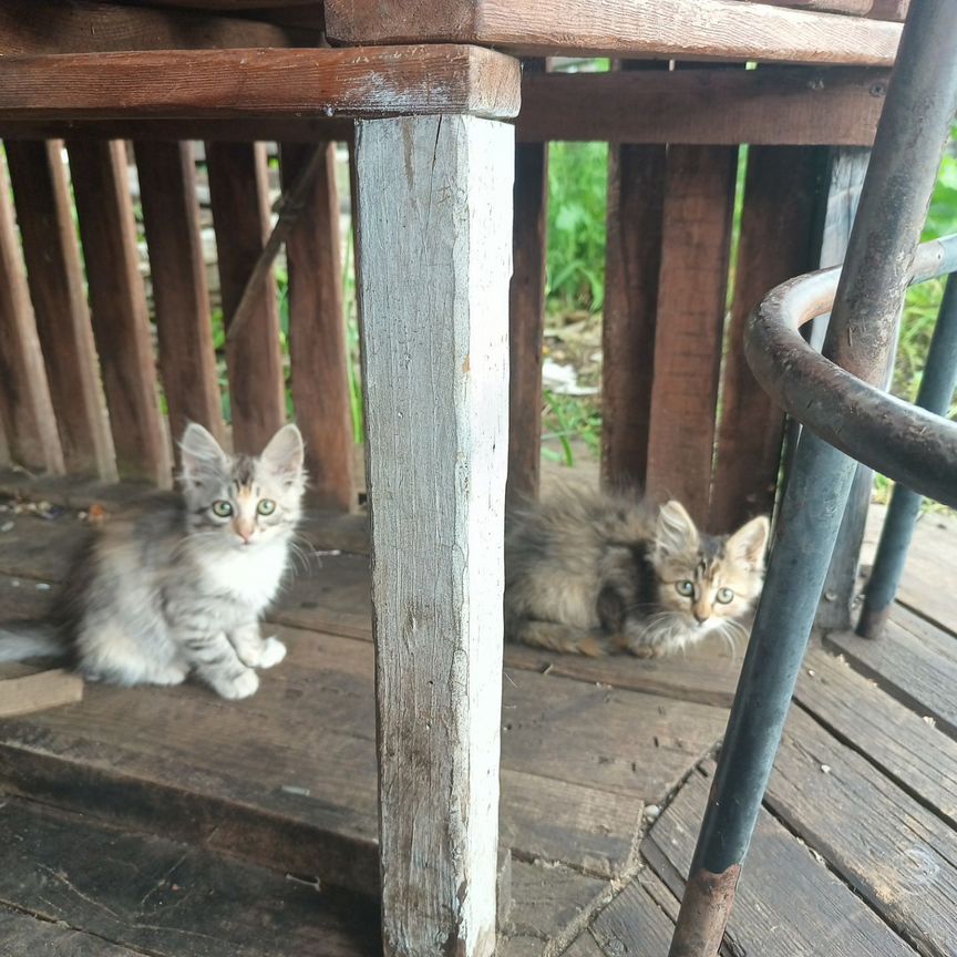 Котята в добрые руки, папа мэйкун