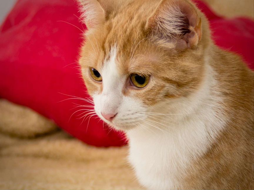 Котик Шурик ищет дом