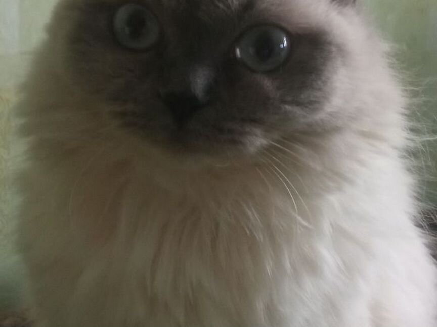 Кошечка бесплатно