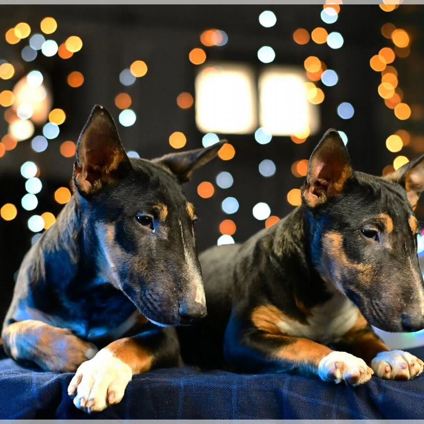 Миниатюрный бультерьер