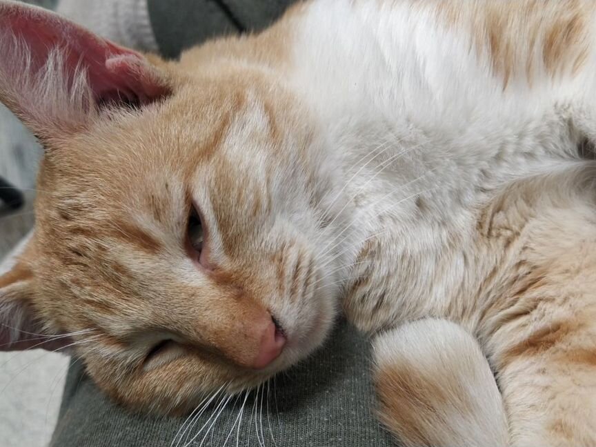 Котик, привезу, стерилизован