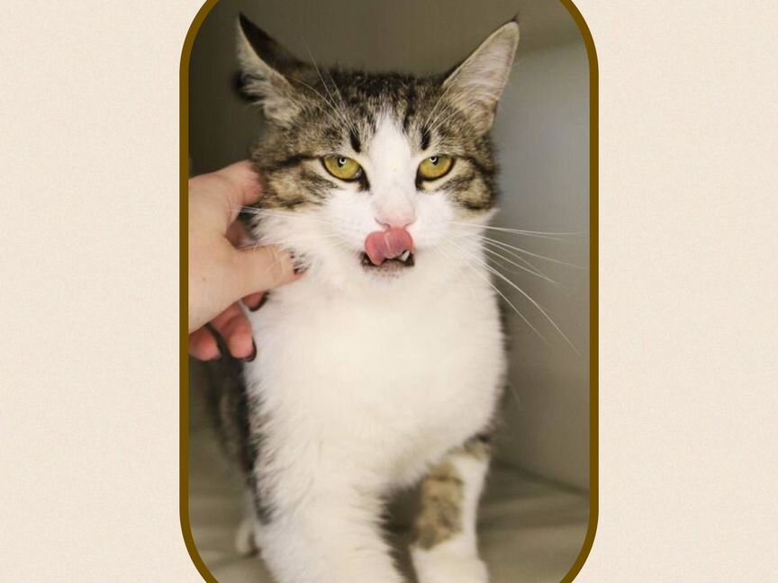 Кот хороший ласковый, здоров