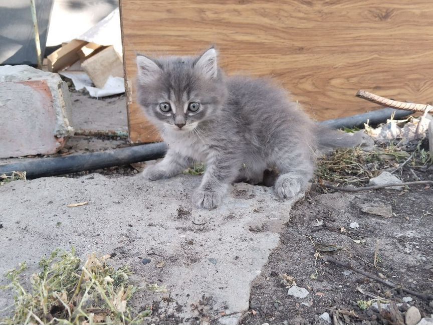 Котята в добрые руки