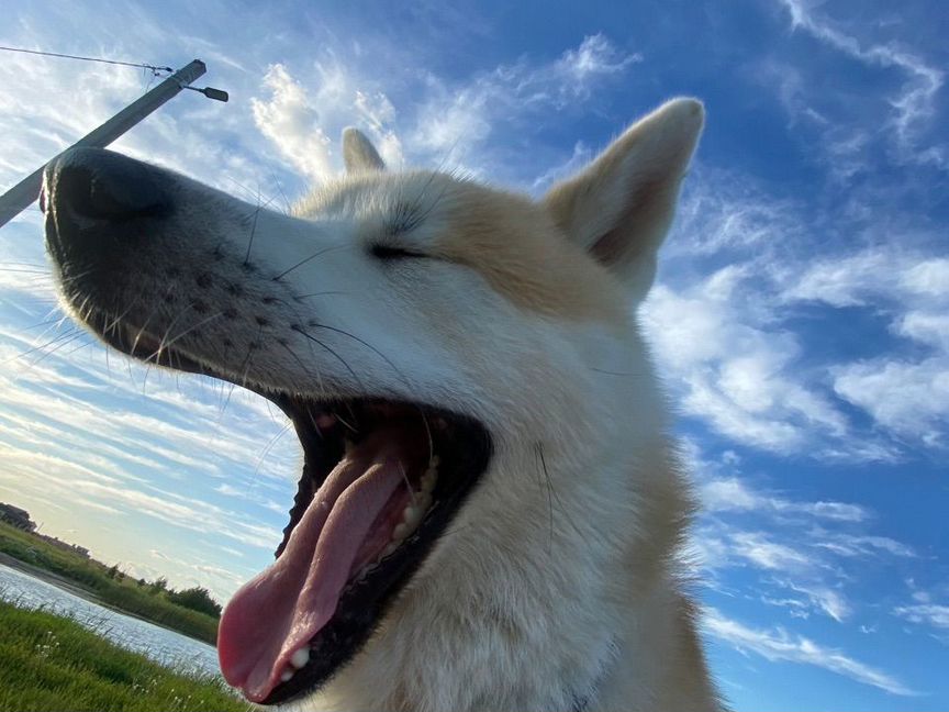 Акита ину мальчишка вязка