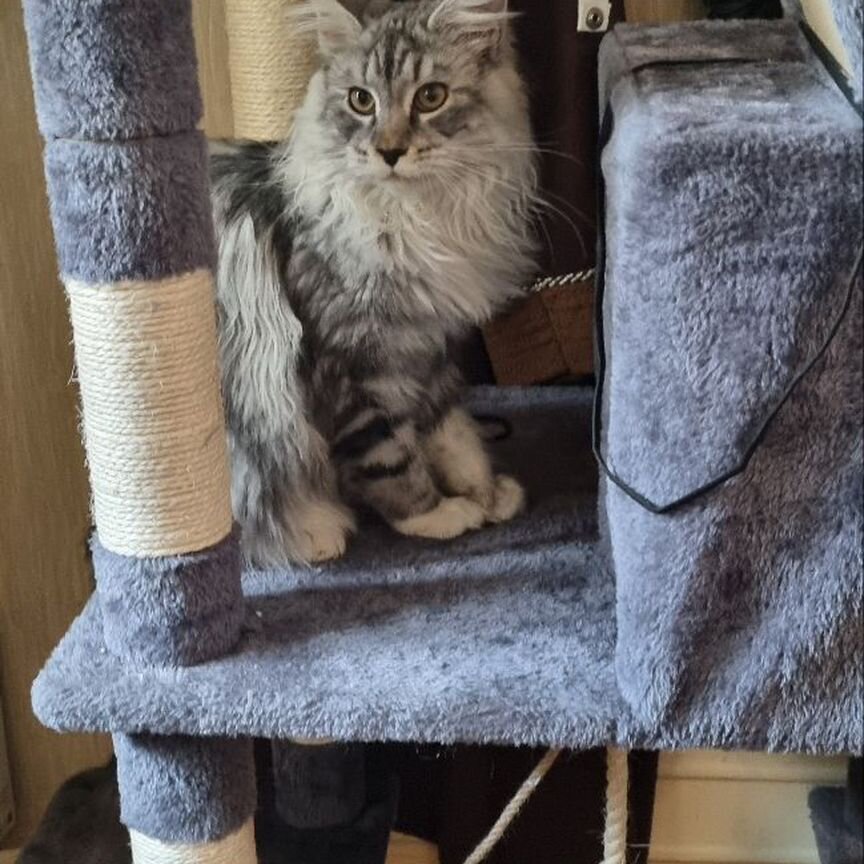 Кошечка мейн-кун