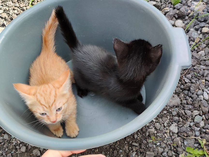 Отдам в надежные руки котят бесплатно