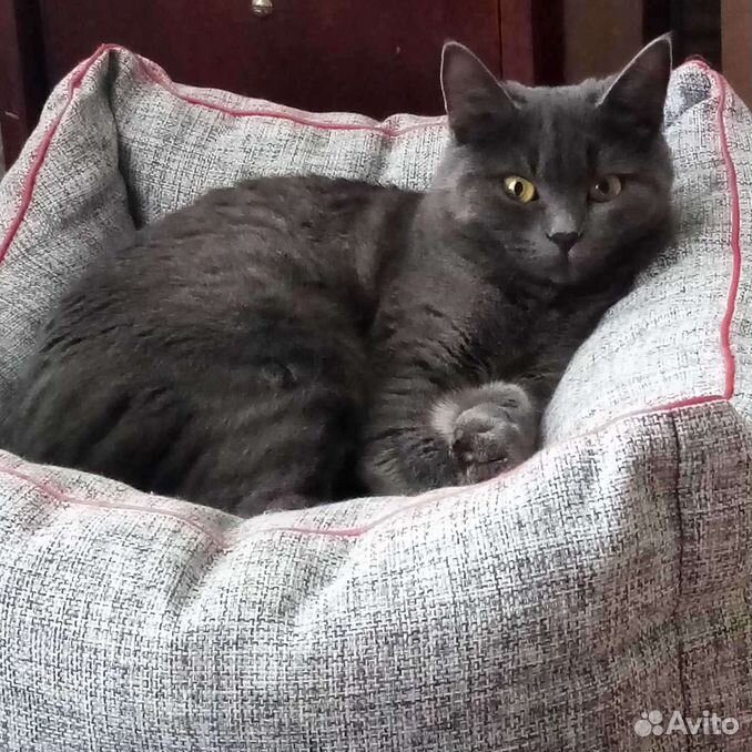 Смесь британской, ищем кота