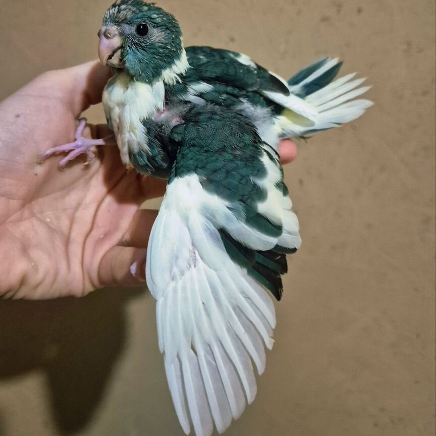 Попугай какарик выкормыш ручной