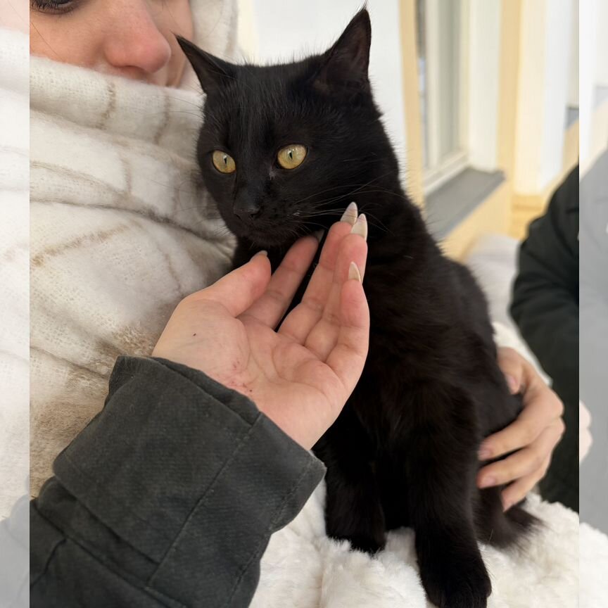 Котёнок в добрые руки