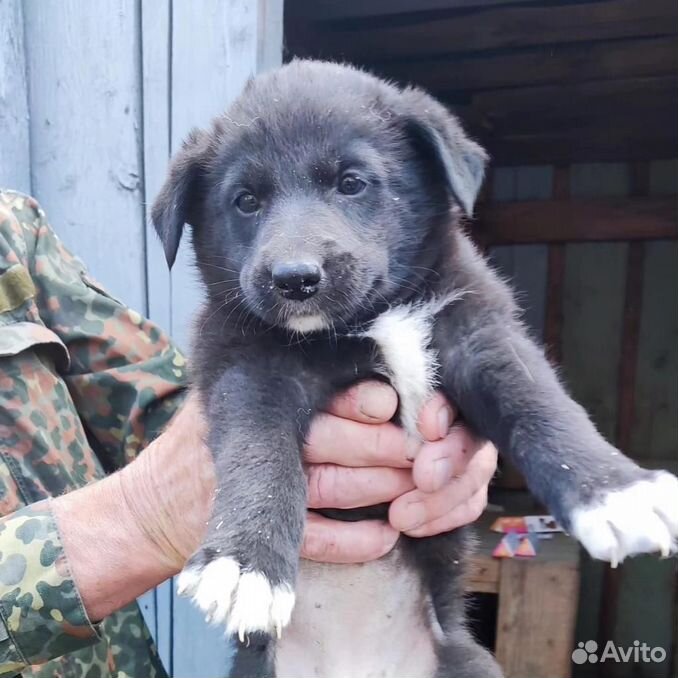 Спасенные из отлова щеночки ищут дом