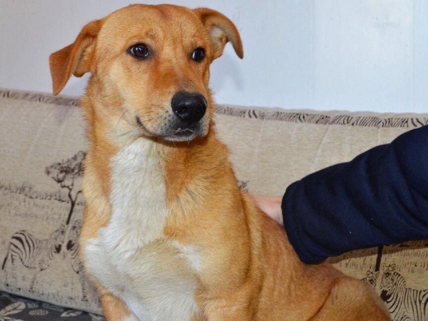 Флэми в поисках дома