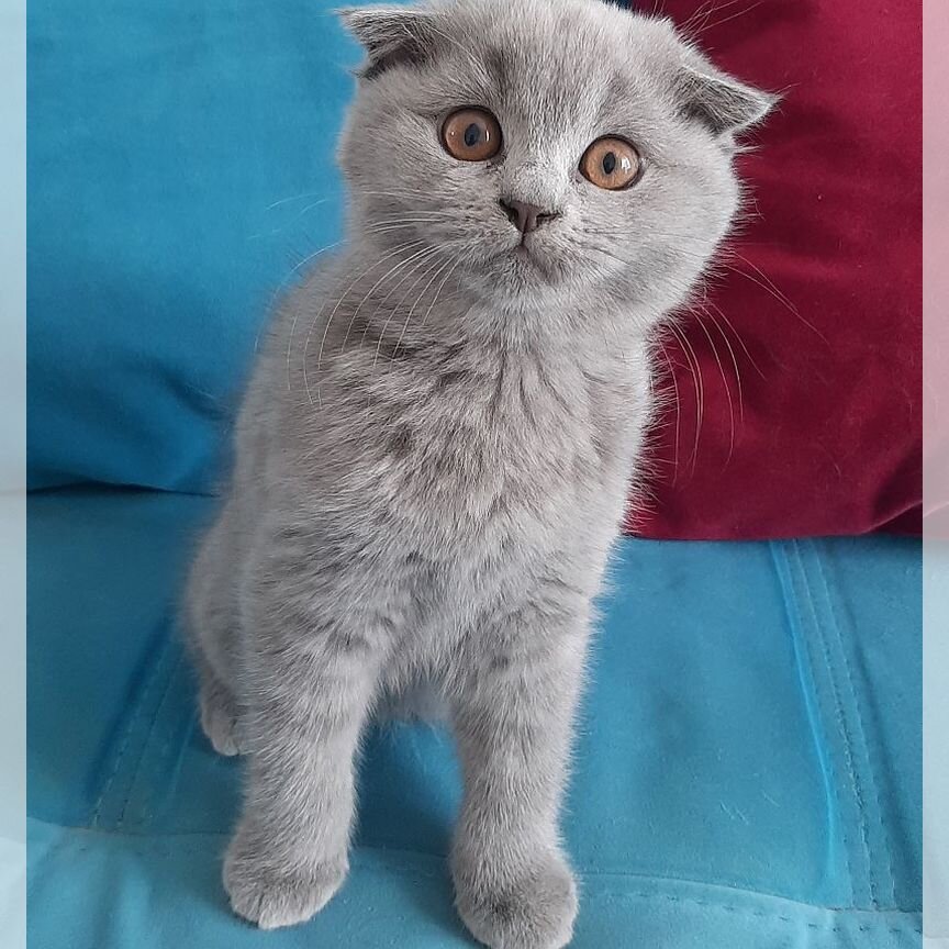 Шотландские детки